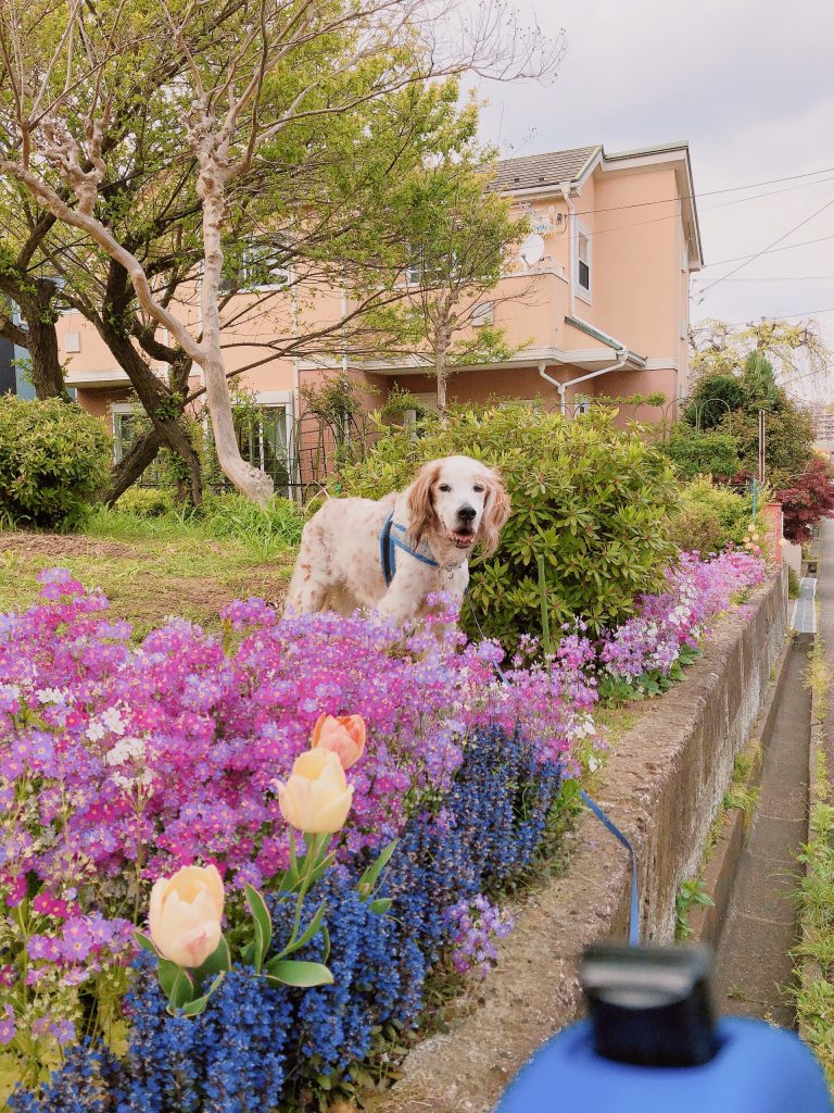 元気を出そう | 青木犬猫病院 AOKI PET'S CLINIC