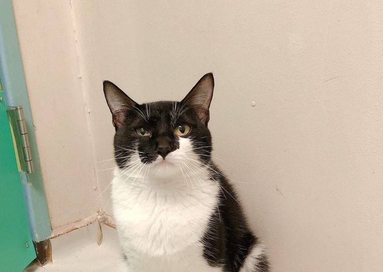 なのはちゃんの新しい家族 | 青木犬猫病院 AOKI PET'S CLINIC