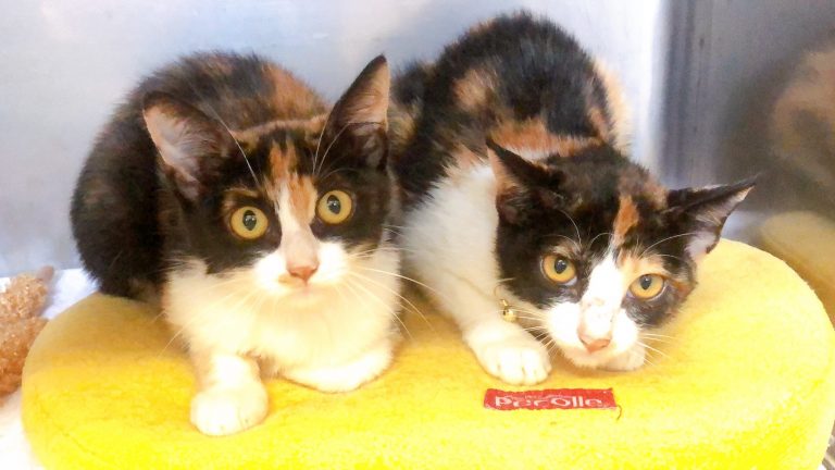 ハミングとAmi | 青木犬猫病院 AOKI PET'S CLINIC