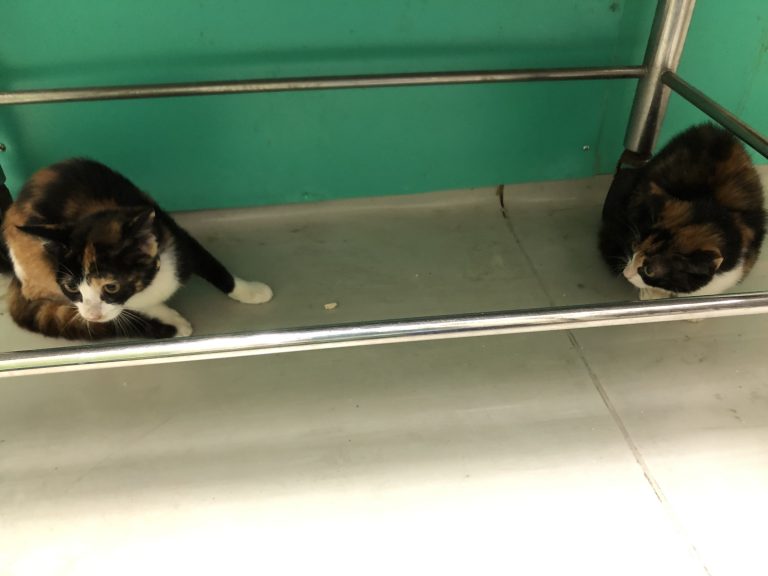 アルフ君その後、そして次 | 青木犬猫病院 AOKI PET'S CLINIC