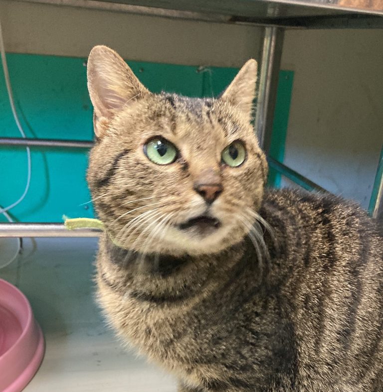 伍平です | 青木犬猫病院 AOKI PET'S CLINIC