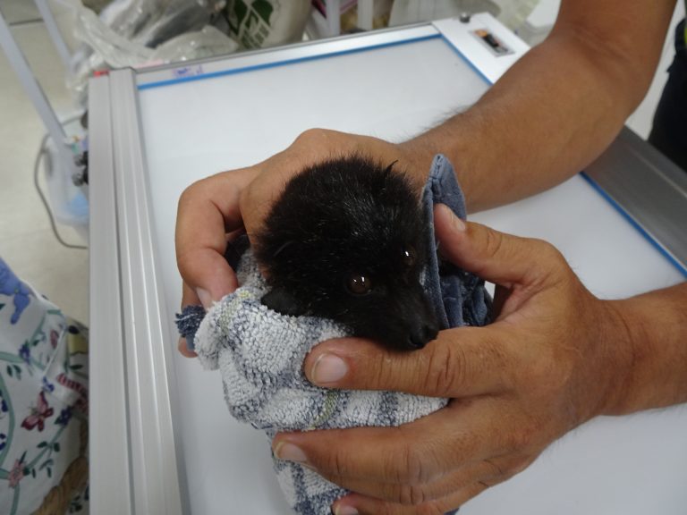 独語27 詐欺的獣医療裁判 | 青木犬猫病院 AOKI PET'S CLINIC