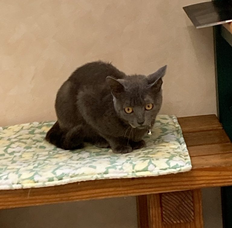 桃子です | 青木犬猫病院 AOKI PET'S CLINIC