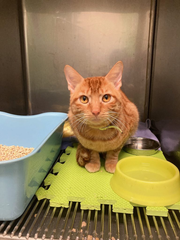 ひだか君です | 青木犬猫病院 AOKI PET'S CLINIC