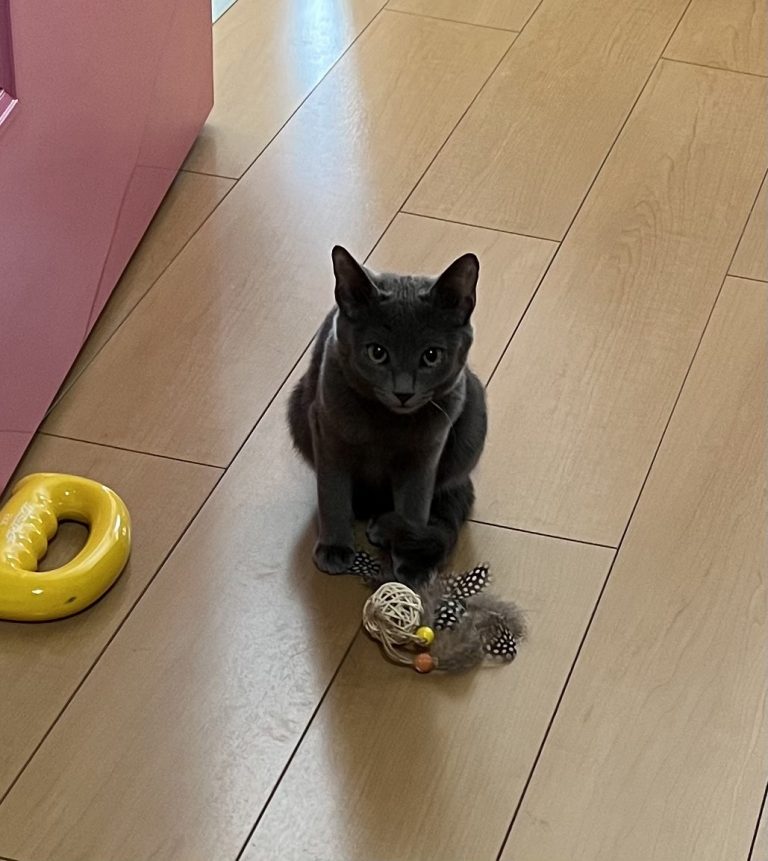 小笠原猫リトちゃん新しいお家決まりました | 青木犬猫病院 AOKI PET'S CLINIC