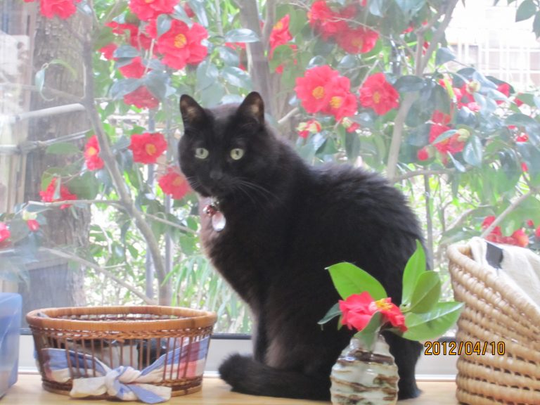 独語65 誤診？ カリンの大往生 | 青木犬猫病院 AOKI PET'S CLINIC