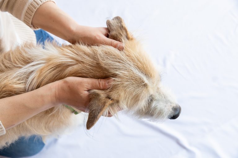 犬と猫のマッサージ教室開催のお知らせ | 青木犬猫病院 AOKI PET'S CLINIC