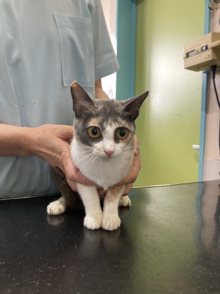 あゆちゃんです | 青木犬猫病院 AOKI PET'S CLINIC