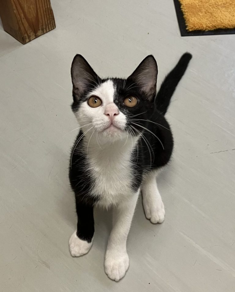 はっちゃんです | 青木犬猫病院 AOKI PET'S CLINIC