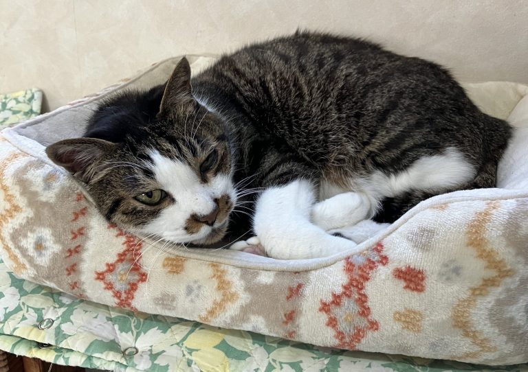 新しく看板猫になりました | 青木犬猫病院 AOKI PET'S CLINIC