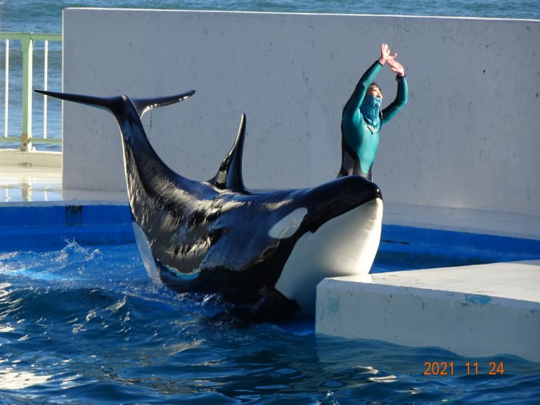 独語76 ややこしい動愛法改正 | 青木犬猫病院 AOKI PET'S CLINIC