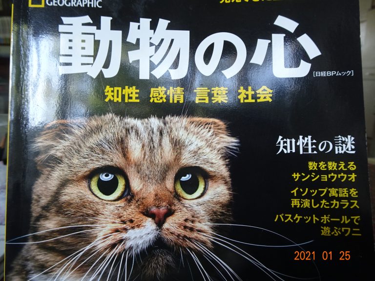 独語77 動物虐待について | 青木犬猫病院 AOKI PET'S CLINIC