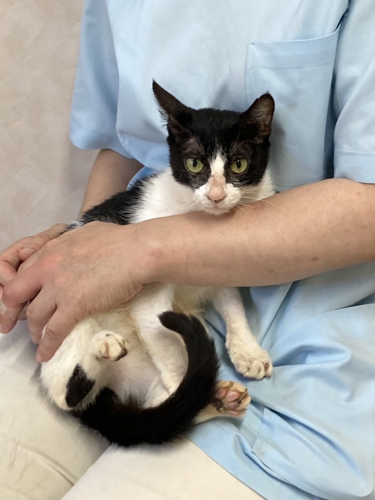 シノワちゃんです | 青木犬猫病院 AOKI PET'S CLINIC