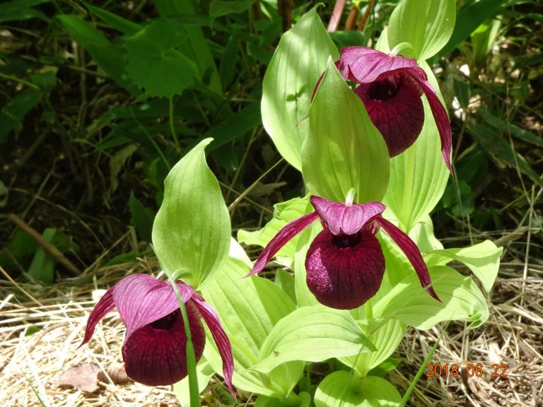 独語85 安全保障を考える | 青木犬猫病院 AOKI PET'S CLINIC