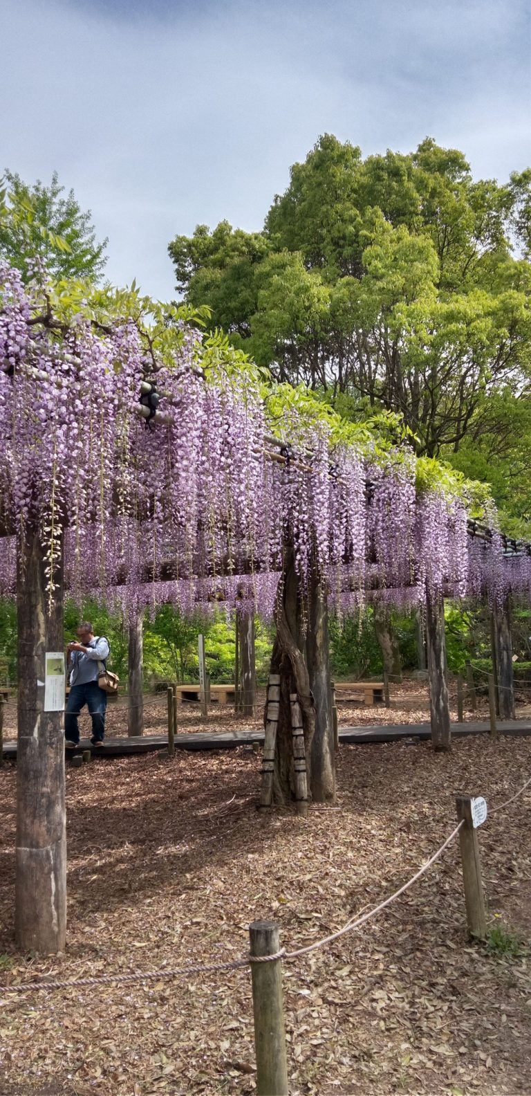 独語91 斎藤元彦・立花孝志に | 青木犬猫病院 AOKI PET'S CLINIC